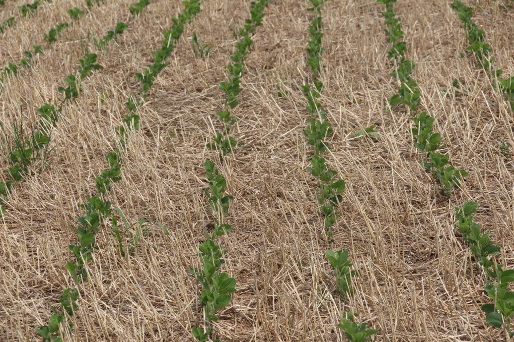 Controlling Resistant Weeds in Young Double-Crop Soybeans | Field Crop ...