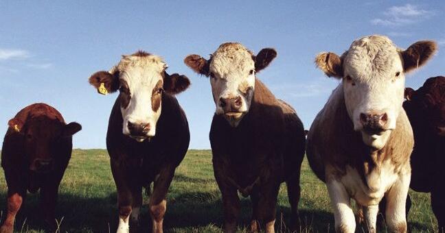 Counting Cattle: The Daily Chore of Taking Animal Inventory on the Farm ...