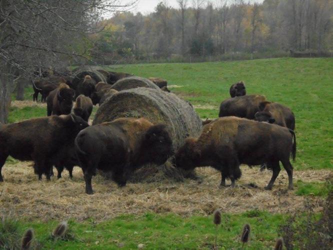 New York Cattleman at Home Raising Bison | | lancasterfarming.com