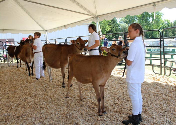 Showing Dairy Cattle Connects Youth to Ag Heritage | Farm Shows, County ...