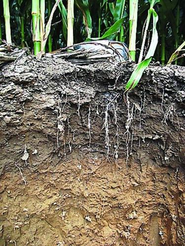 Yields Improve When Farming Mimics Nature | Farming and Agricultural ...