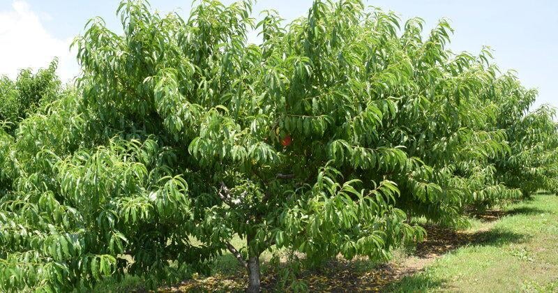 Pennsylvania Peach Season Presses on Despite Freeze | Fruit and ...