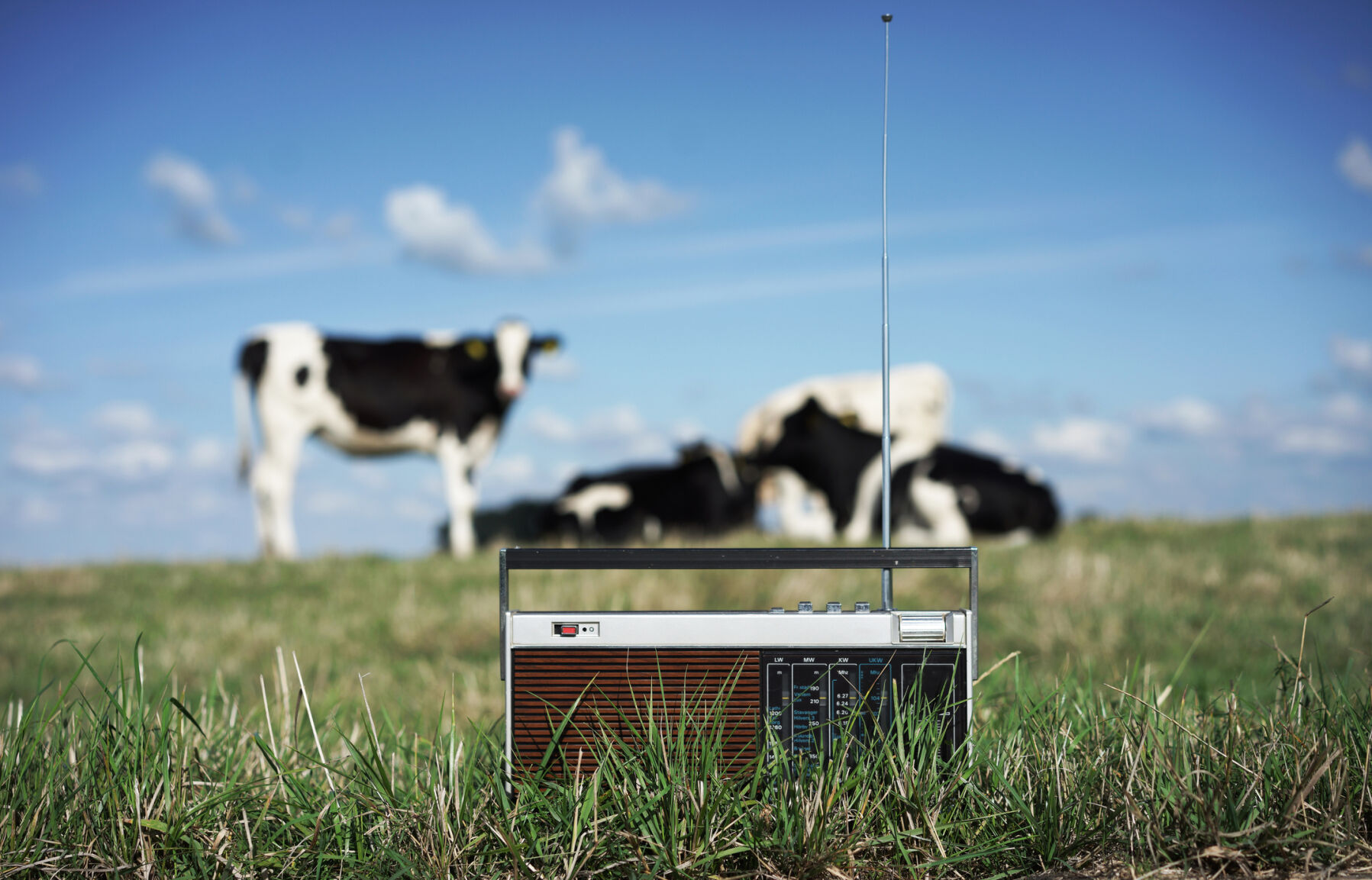 Can Playing Music for Your Cows Improve Their Production? [Opinion ...