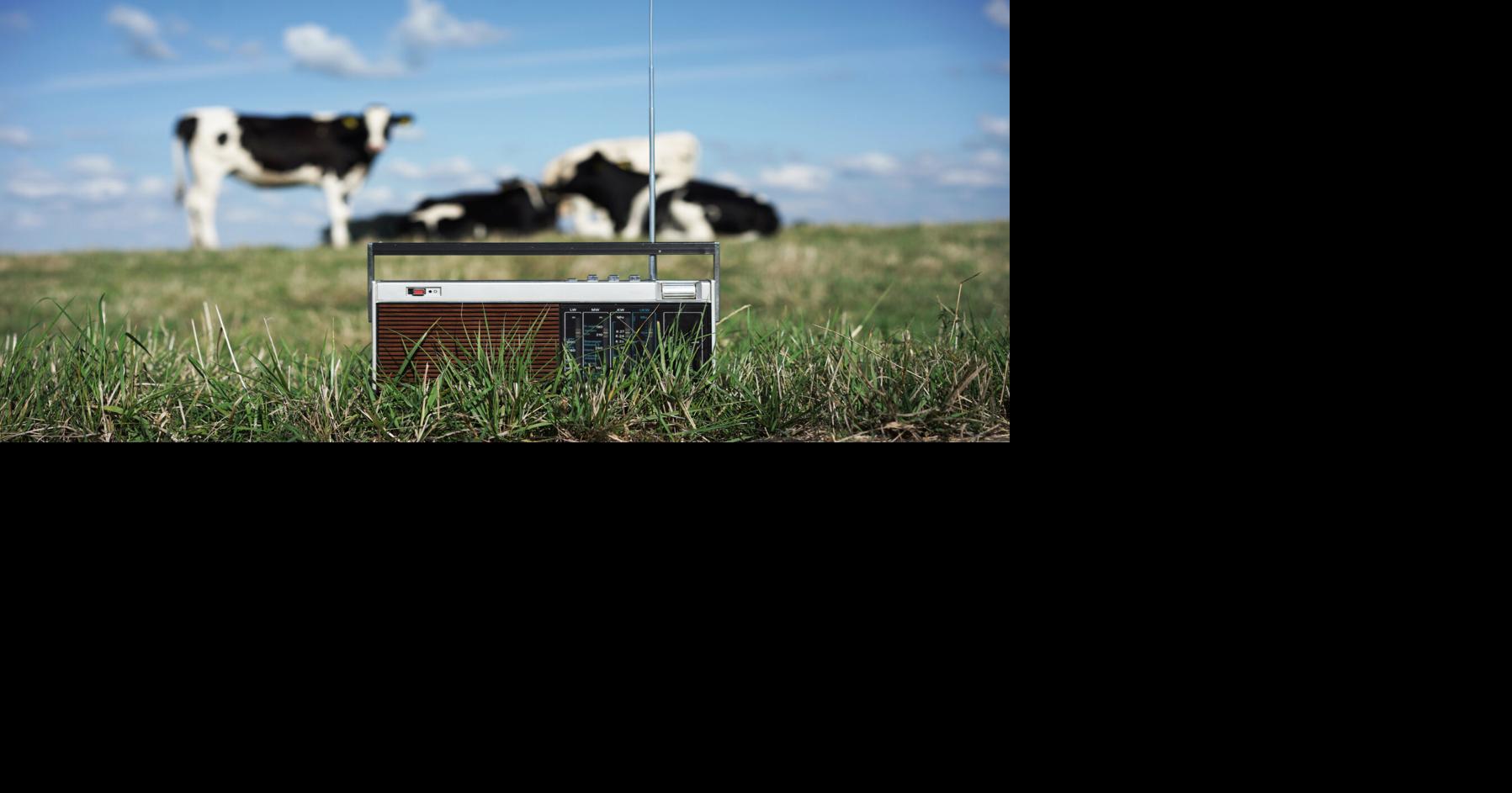 Can Playing Music for Your Cows Improve Their Production? [Opinion ...