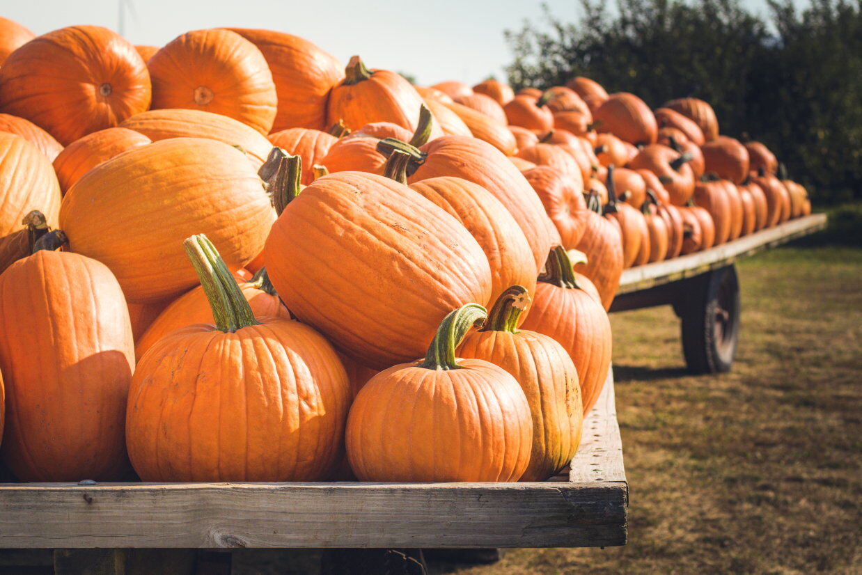 Keeping Your Pumpkins Fresh: Storage Tips from Field to Porch | Farm ...