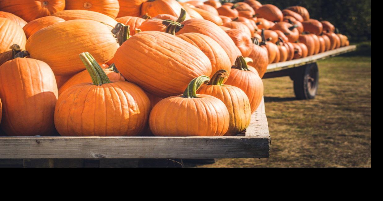 From Pies to Paddle Boats: How to Make the Most of Pumpkin Season ...