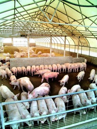 Sweet Stem Farm: Growing for a Niche Market | Farming and Agricultural ...