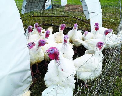 Teaching Turkey: Slaughter Lesson Caps Fertrell Study | Farming and ...