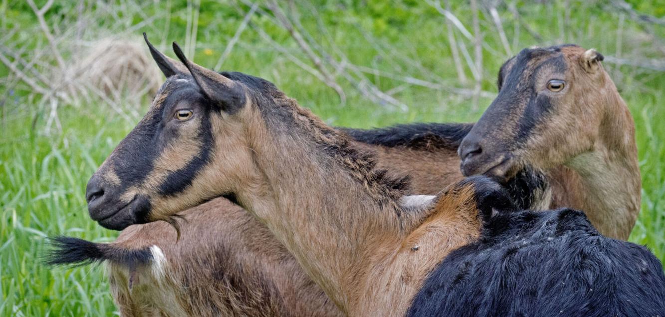 Combination Treatments Wise for Deworming Sheep and Goats | Farming and ...