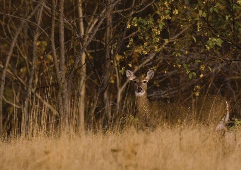 Three Regions in Pennsylvania Hit With Deer Disease | Outdoor Sports ...