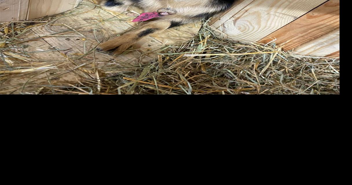 No Defense for Goat C-Section [Opinion] | | lancasterfarming.com