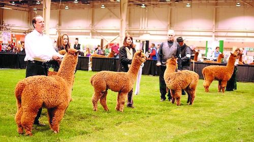 1,000 Alpacas Compete in Harrisburg | Farming and Agricultural News ...