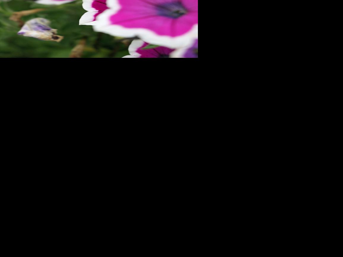 Annual Flower Trials Blossom Once Again at Penn State Extension ...