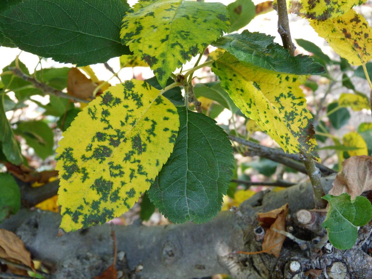 Control Early-Season Marssonina Blotch in Your Apple Orchards | Fruit ...