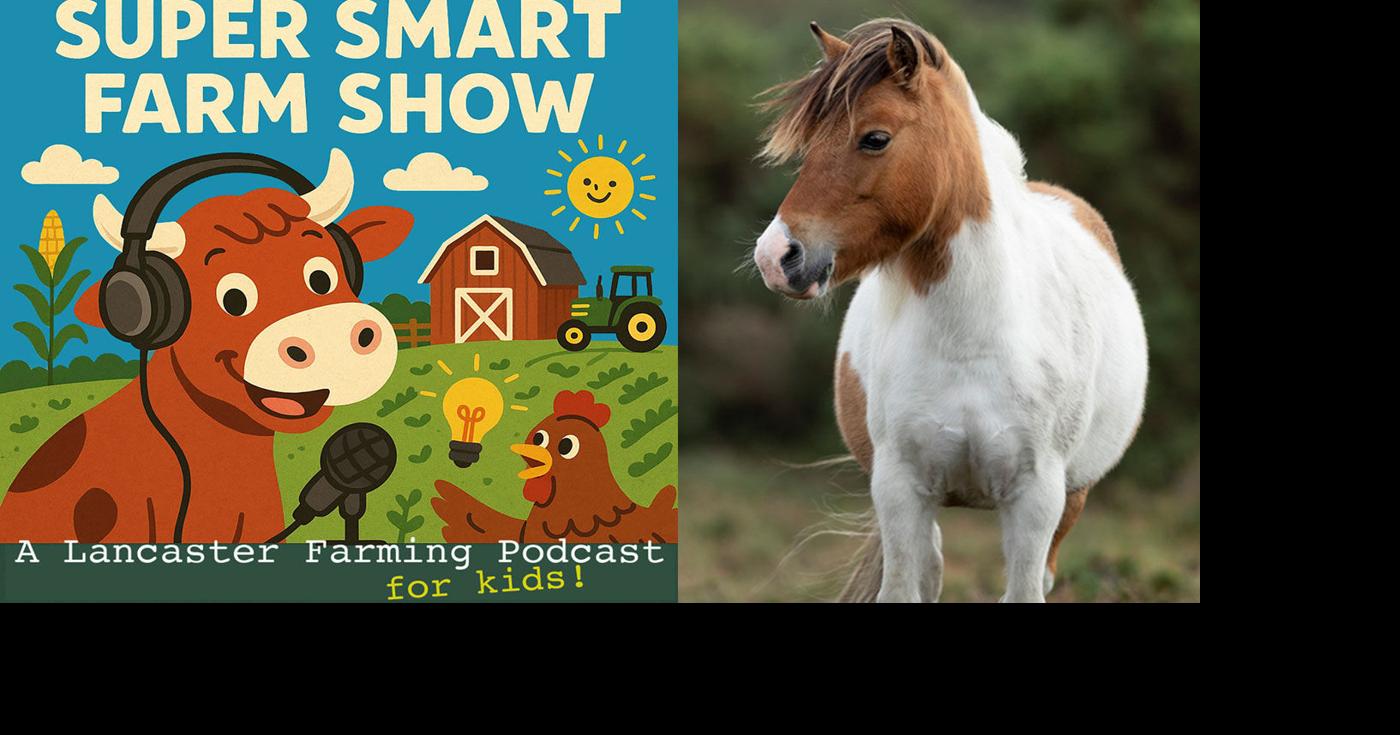 What's the Difference Between Ponies and Horses? | Super Smart Farm ...