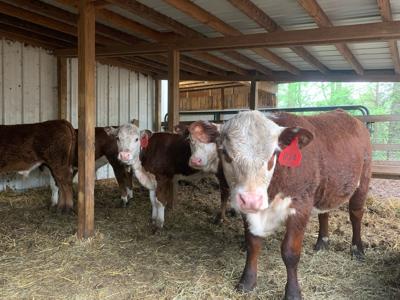 hereford cattle genetics