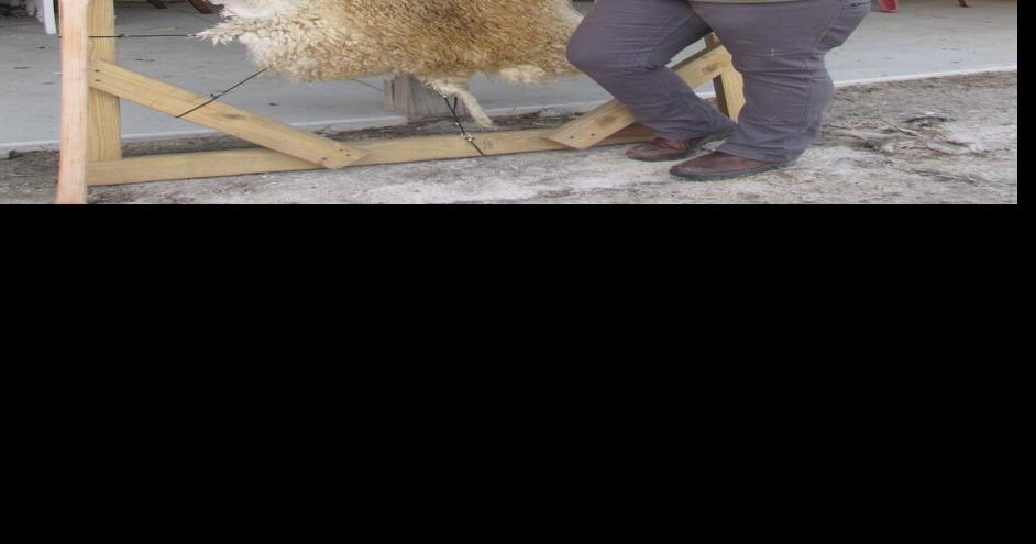 6 Kings Farm Hopes Sheep Dairy and Hide Tanning Will Be Keys to Growth ...