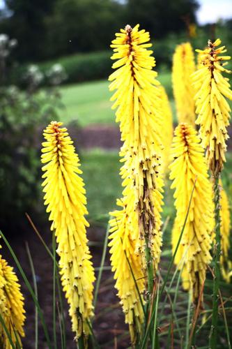 Annual Flower Trials Blossom Once Again at Penn State Extension ...