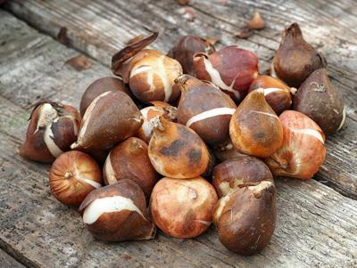 Planting Spring-Flower Bulbs: The Tricks and Tools | Gardening Tips and ...