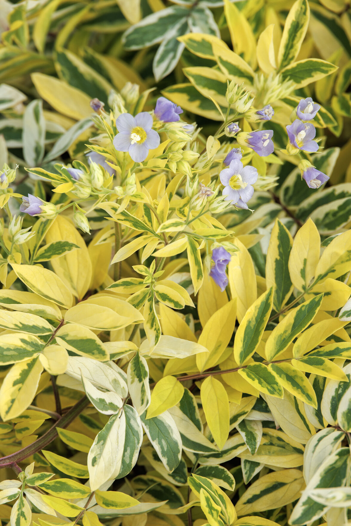 2025's New Annual and Perennial Garden Plant Varieties Are Here ...