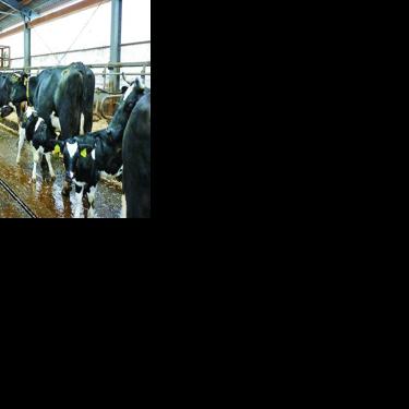 Early Cow/Calf Separation Affects Social Behavior | Farming and ...