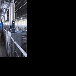 Gestation Crate Replacements Spur Swine Farm Change | Livestock News ...