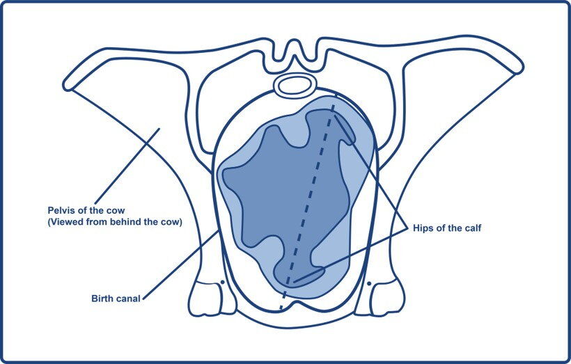 Calving Season Is Around the Corner, Be Prepared for Dystocia ...