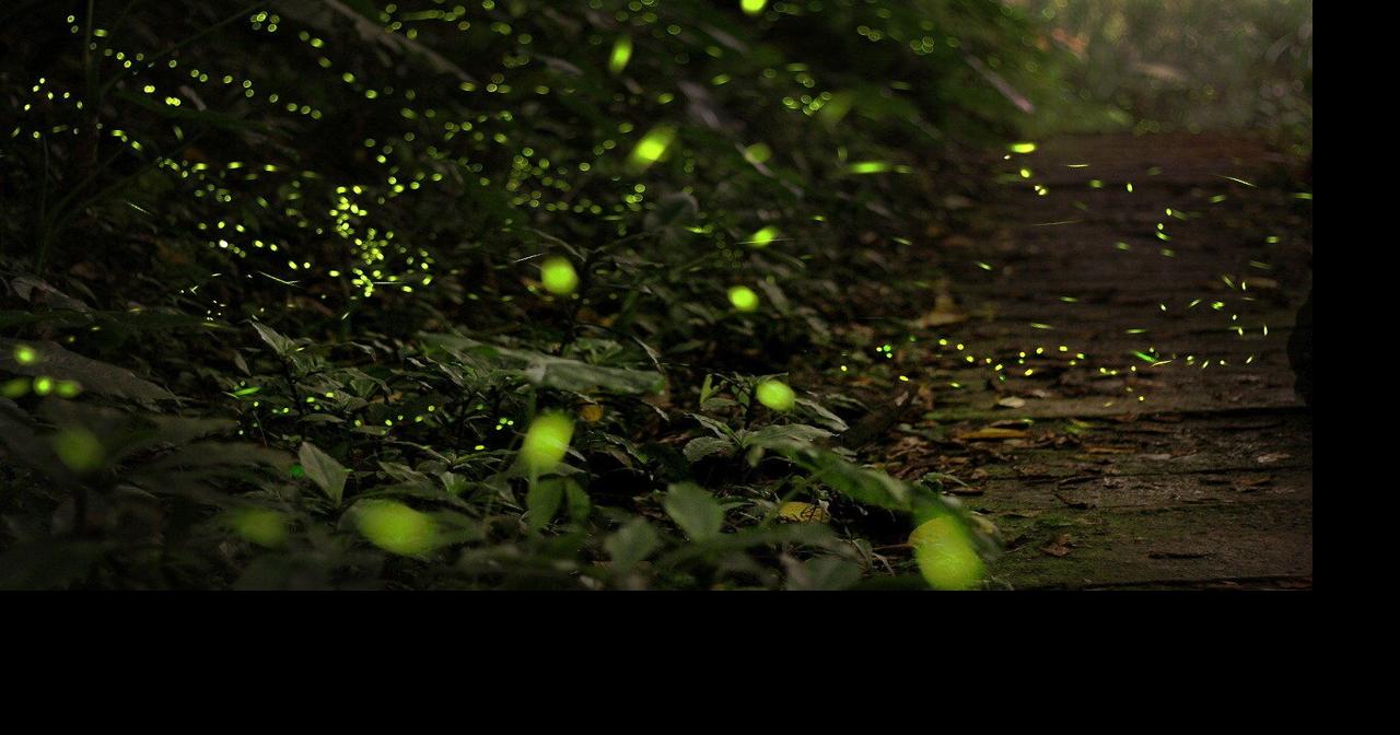 7 Tips for Attracting Fireflies To Your Garden | Gardening Tips and How ...