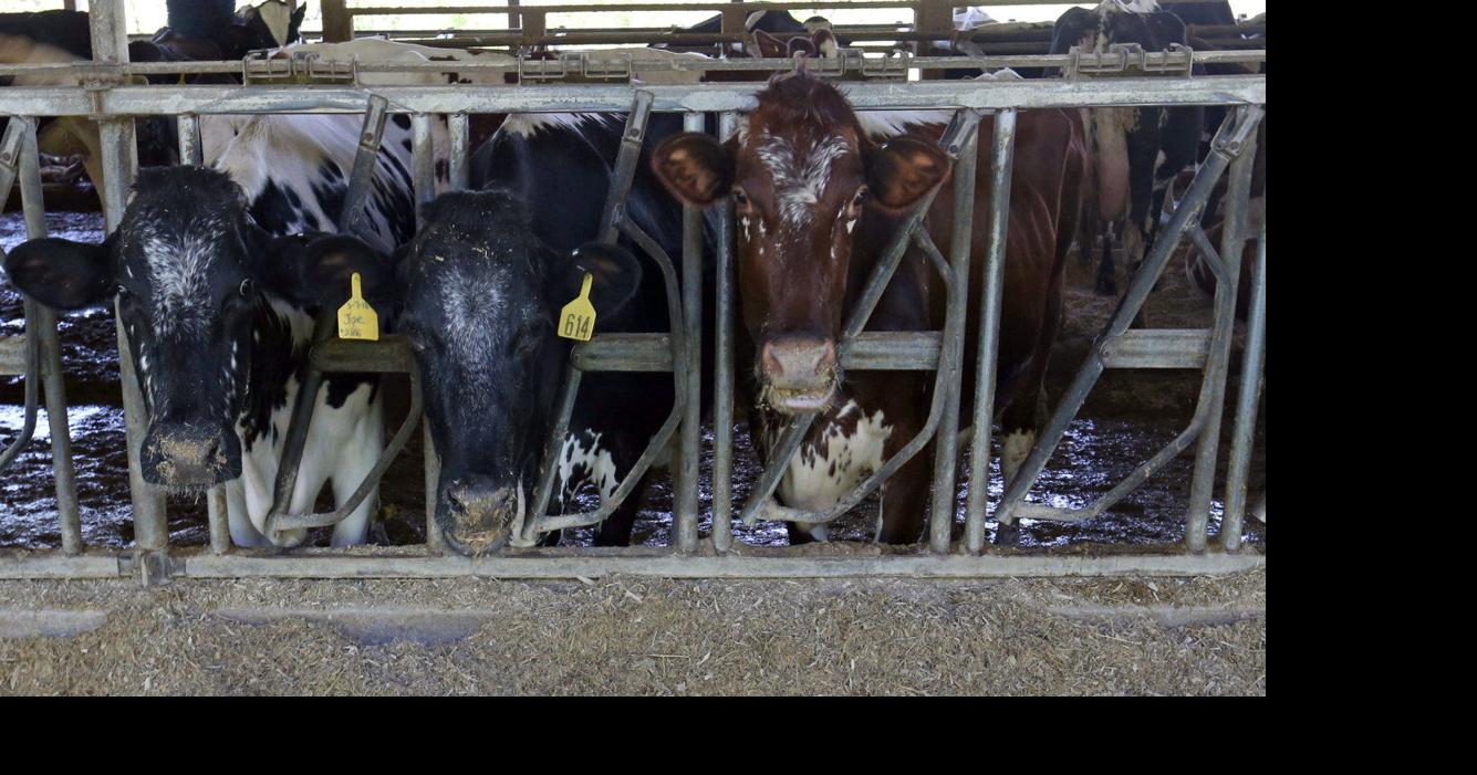 5 Lessons I Learned From a Dairy Cow | Dairy News | lancasterfarming.com