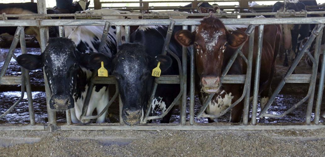 American Linebacks Are Keeping Up With the Holsteins | Dairy News ...