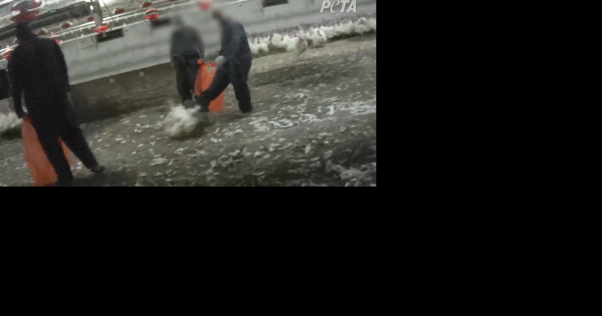 2 More Former Plainville Farms Workers Convicted of Turkey Abuse ...