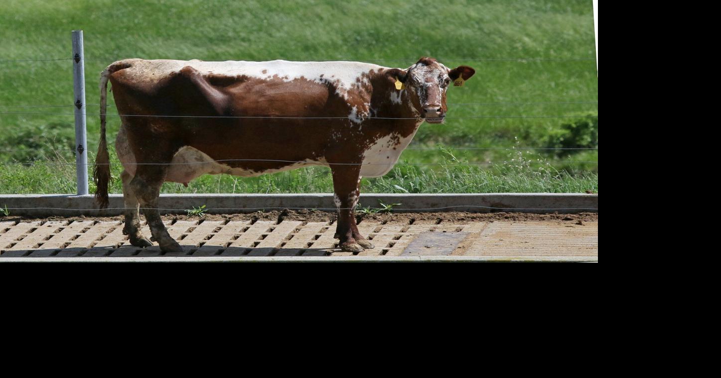 American Linebacks Are Keeping Up With the Holsteins | Dairy News ...