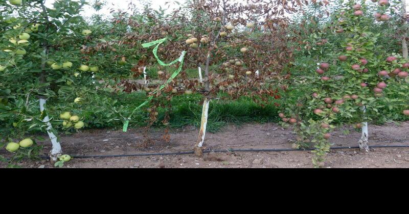 Cause of Rapid Apple Decline Remains Mysterious | Farming and ...