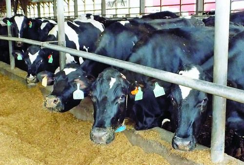 Windcrest Holsteins Goes Renewable With Solar Project | Farm Equipment ...