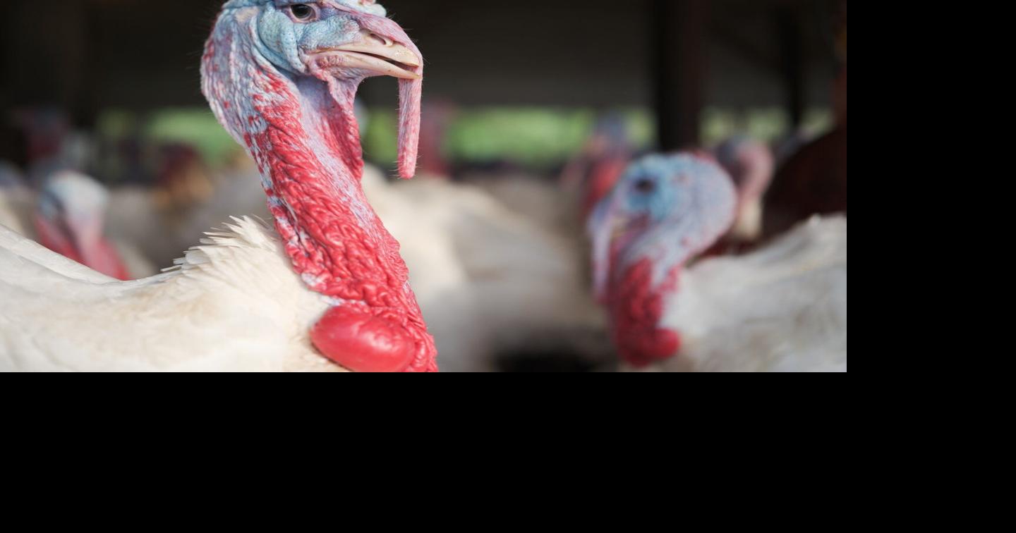 Turkey Farm Challenges Could Affect Thanksgiving Prices [Opinion ...