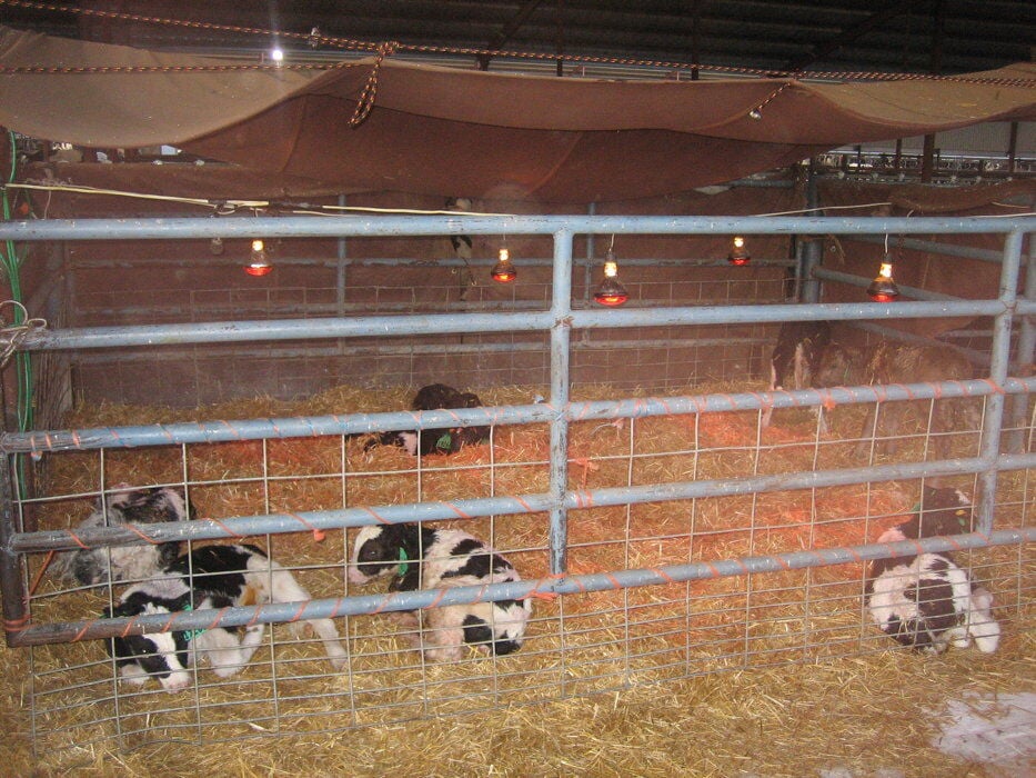 Winterproof Your Farm: Keep Cows Healthy and Workers Safe | Dairy News ...