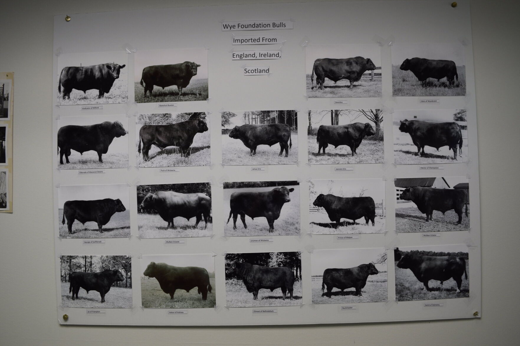 Storied Wye Angus Herd Looks to the Future | Livestock News ...