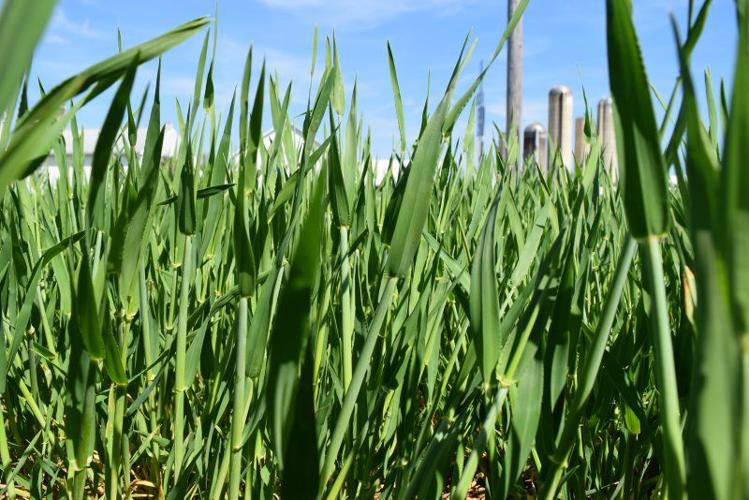 Pennsylvania Farmers Buck National Drop in Barley Acres | Farming and ...