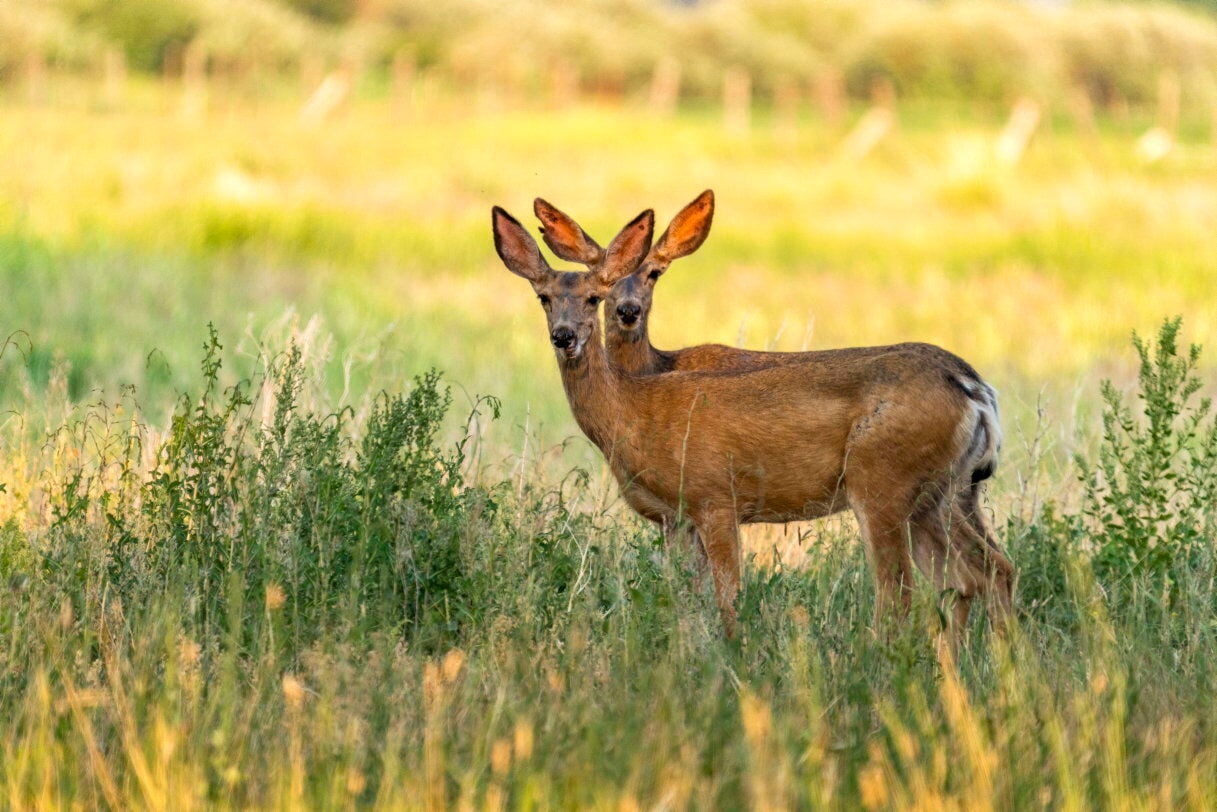 Chronic Wasting Disease Continues Spread in Pennsylvania Deer | Outdoor ...
