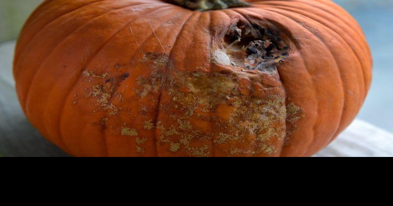 Some Lancaster County Pumpkin Crops Are Suffering From Fungus and Rot ...