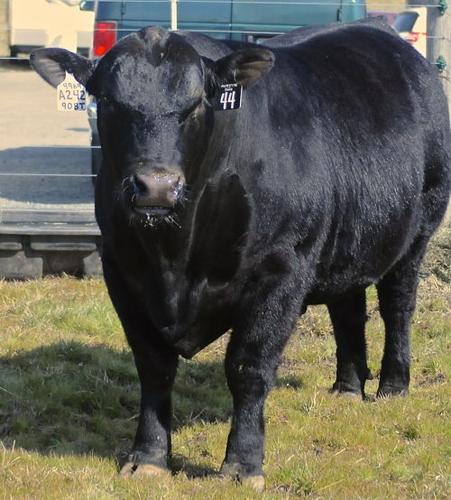 Whitestone Bull Sale: Something Old, Something New | | lancasterfarming.com