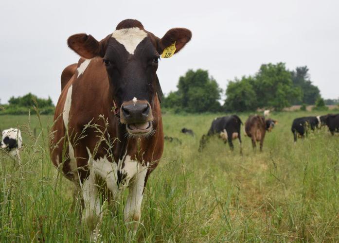 Milky Way Farm is an All-Star Dairy Destination | News ...
