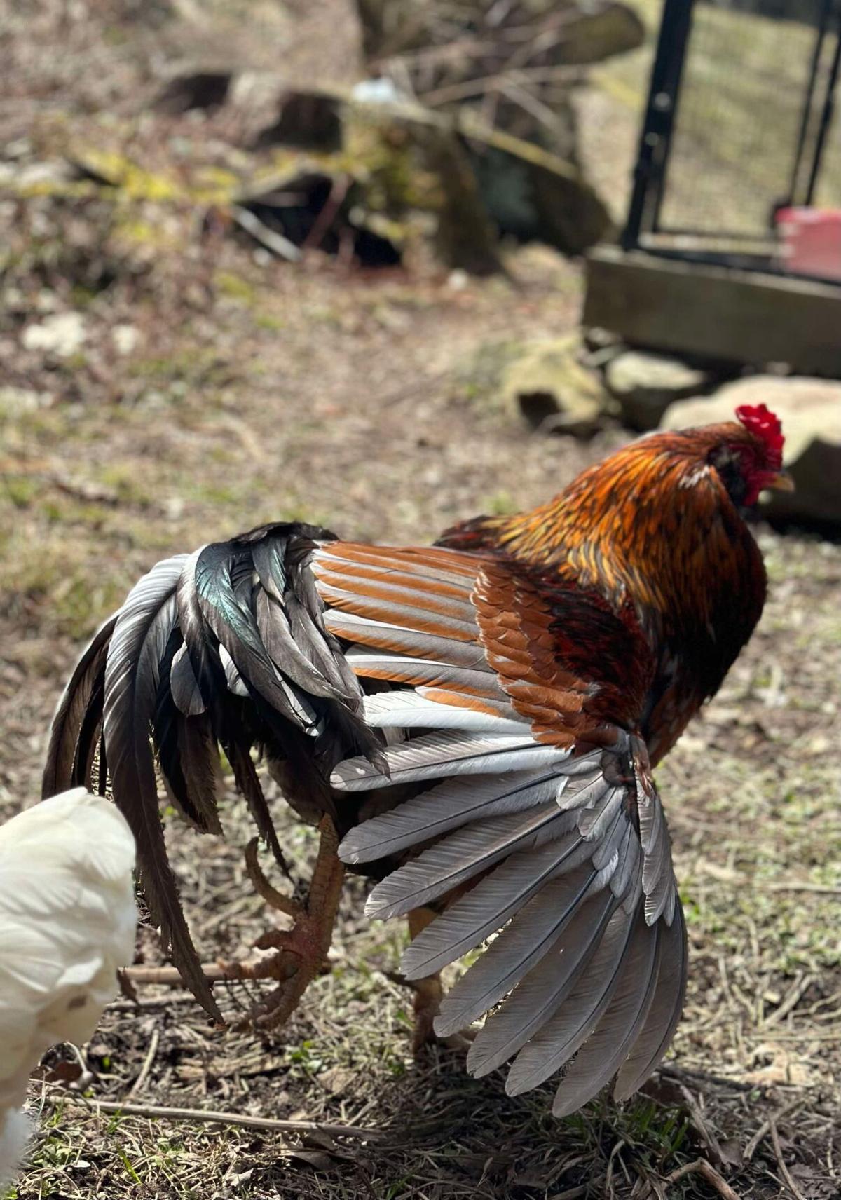 How Much Does It Cost to Keep Backyard Chickens? | Poultry News ...