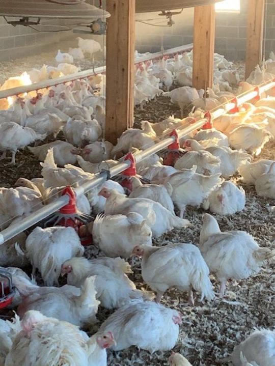 What to Know About Capons, the "Cadillac of Chickens" and Where to Find ...