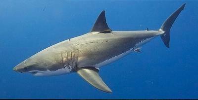 bones do sharks have