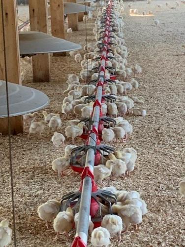 What to Know About Capons, the "Cadillac of Chickens" and Where to Find ...