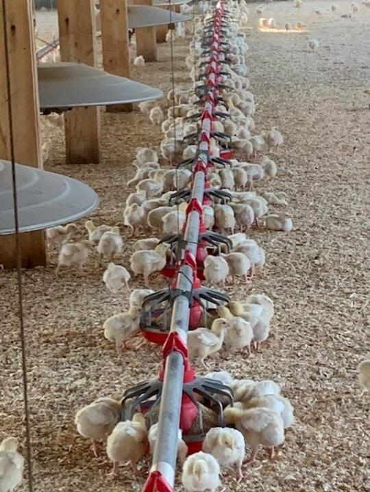 What to Know About Capons, the "Cadillac of Chickens" and Where to Find ...