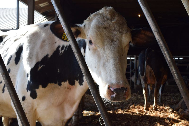 Selective Dry Cow Therapy: Is Your Herd Ready? | Dairy News ...