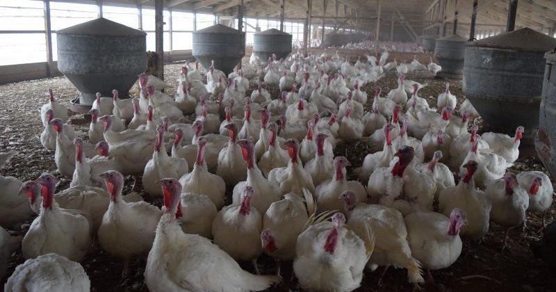 Raising Turkeys Way of Life for Longtime Pennsylvania Farmer | News ...
