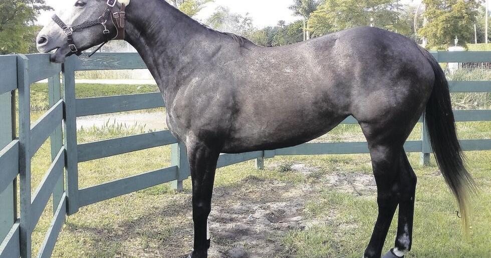 What Is Cribbing in Horses and How Should It Be Managed? | Horse News ...